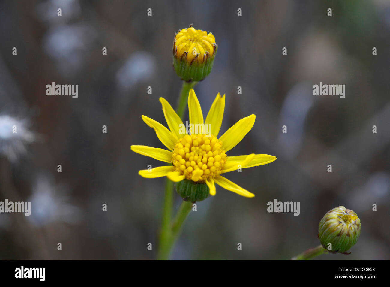 Hawaiiensis hi-res stock photography and images - Alamy