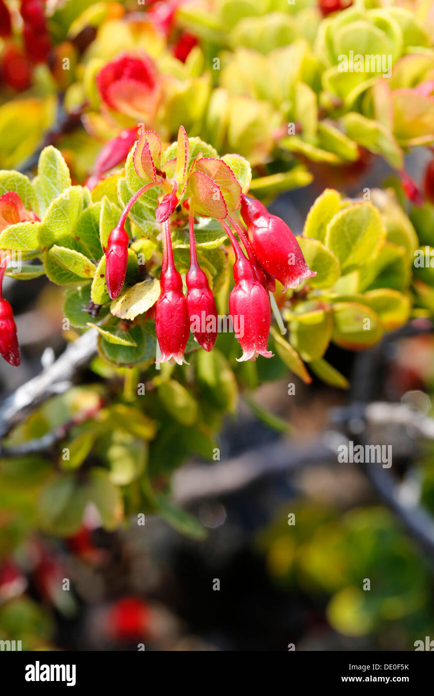 Ohelo berries growing from the flowers of the Ohelo 'ai shrub ...