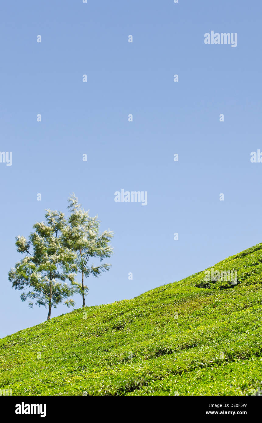 Slanting trees hi-res stock photography and images - Alamy