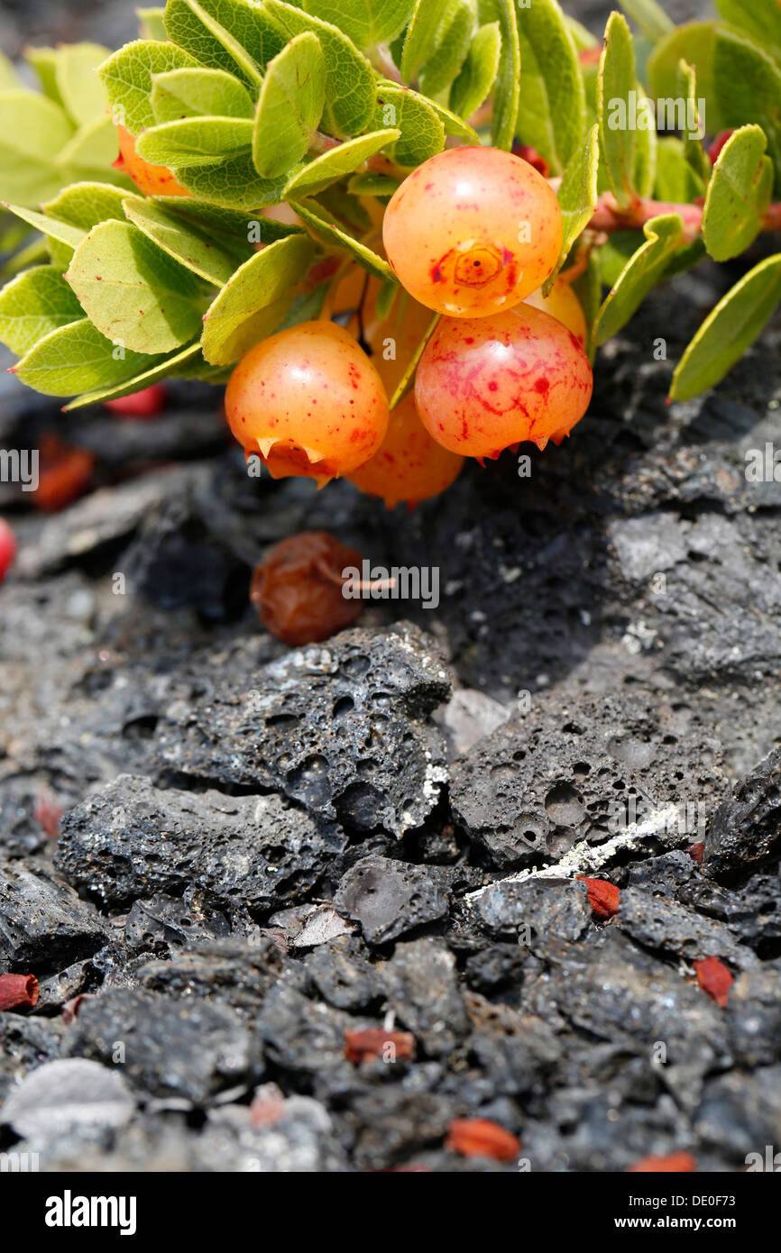 Ohelo shrub hi-res stock photography and images - Alamy