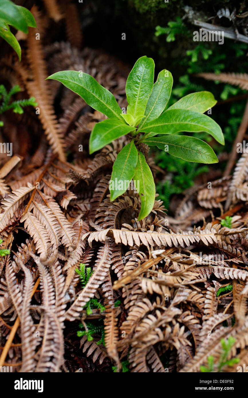 Hedyotis terminalis hi-res stock photography and images - Alamy