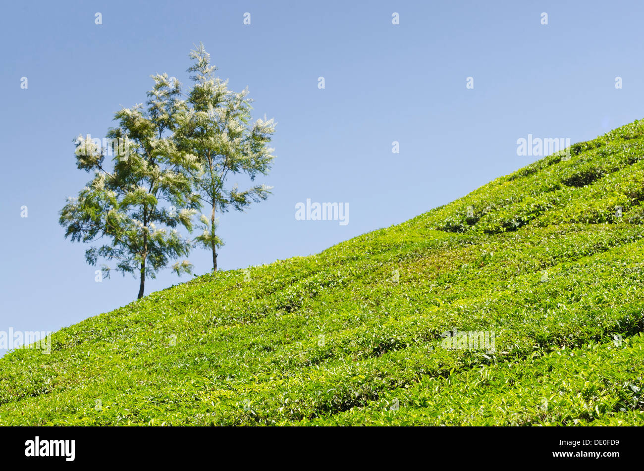 two trees against a blue sky background on a slanting hill slope in the ...