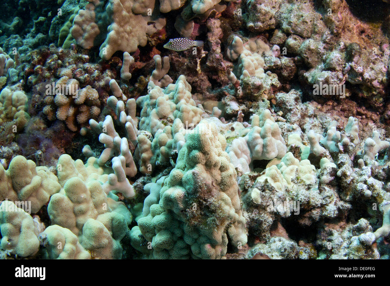 Coral reefs usa hi-res stock photography and images - Alamy