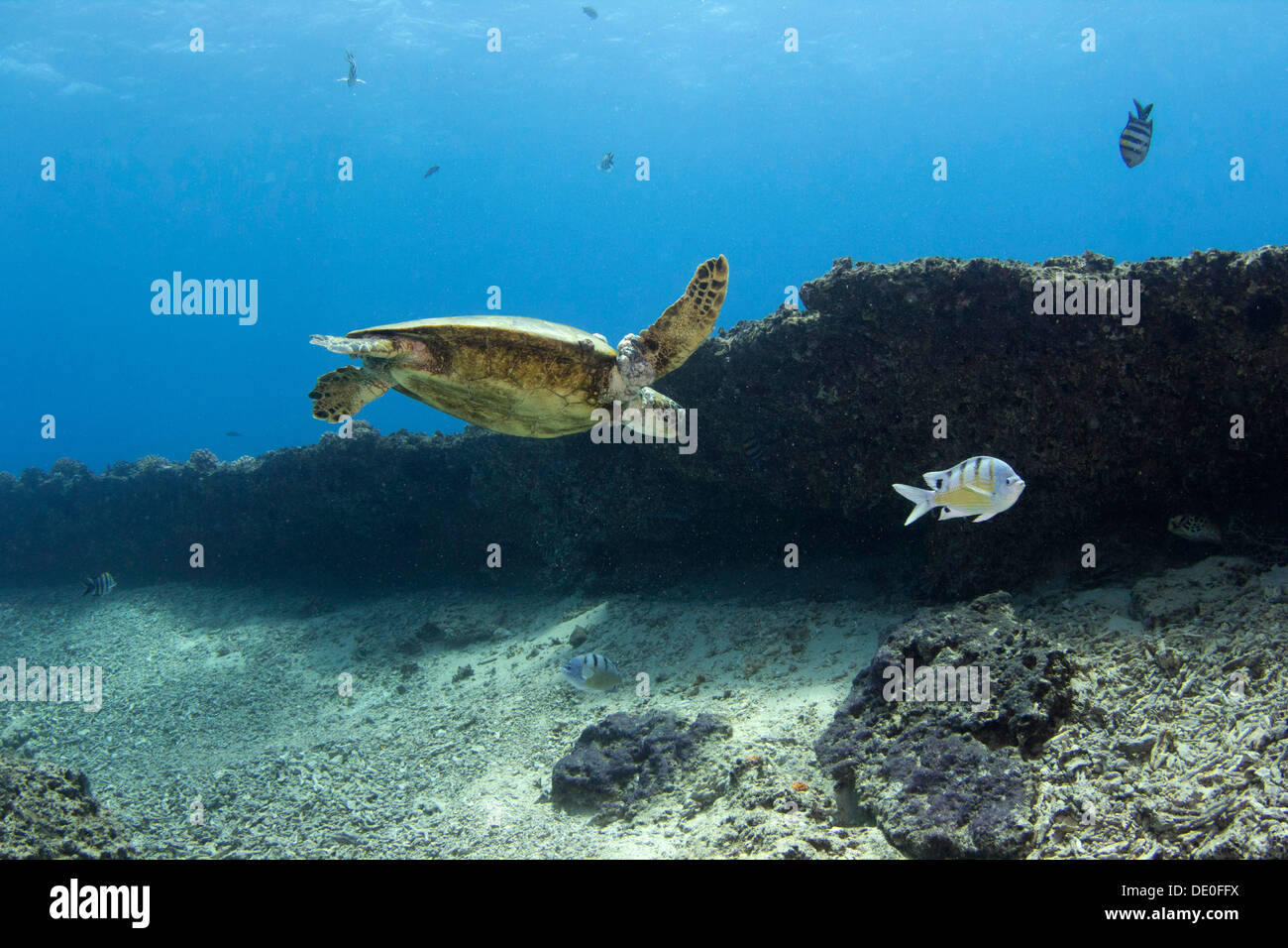 Hawaii turtle bay turtles hi-res stock photography and images - Alamy