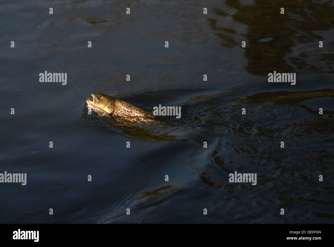 Trout fishing on the itchen hi-res stock photography and images - Alamy
