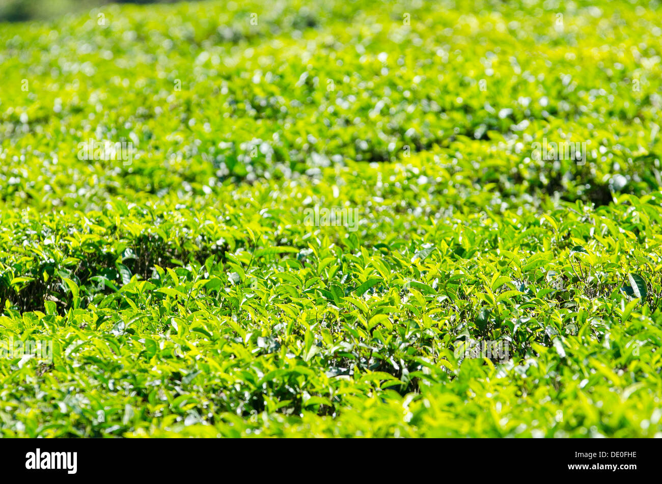 Munnar Tea plantations, Kerela, South India Stock Photo - Alamy