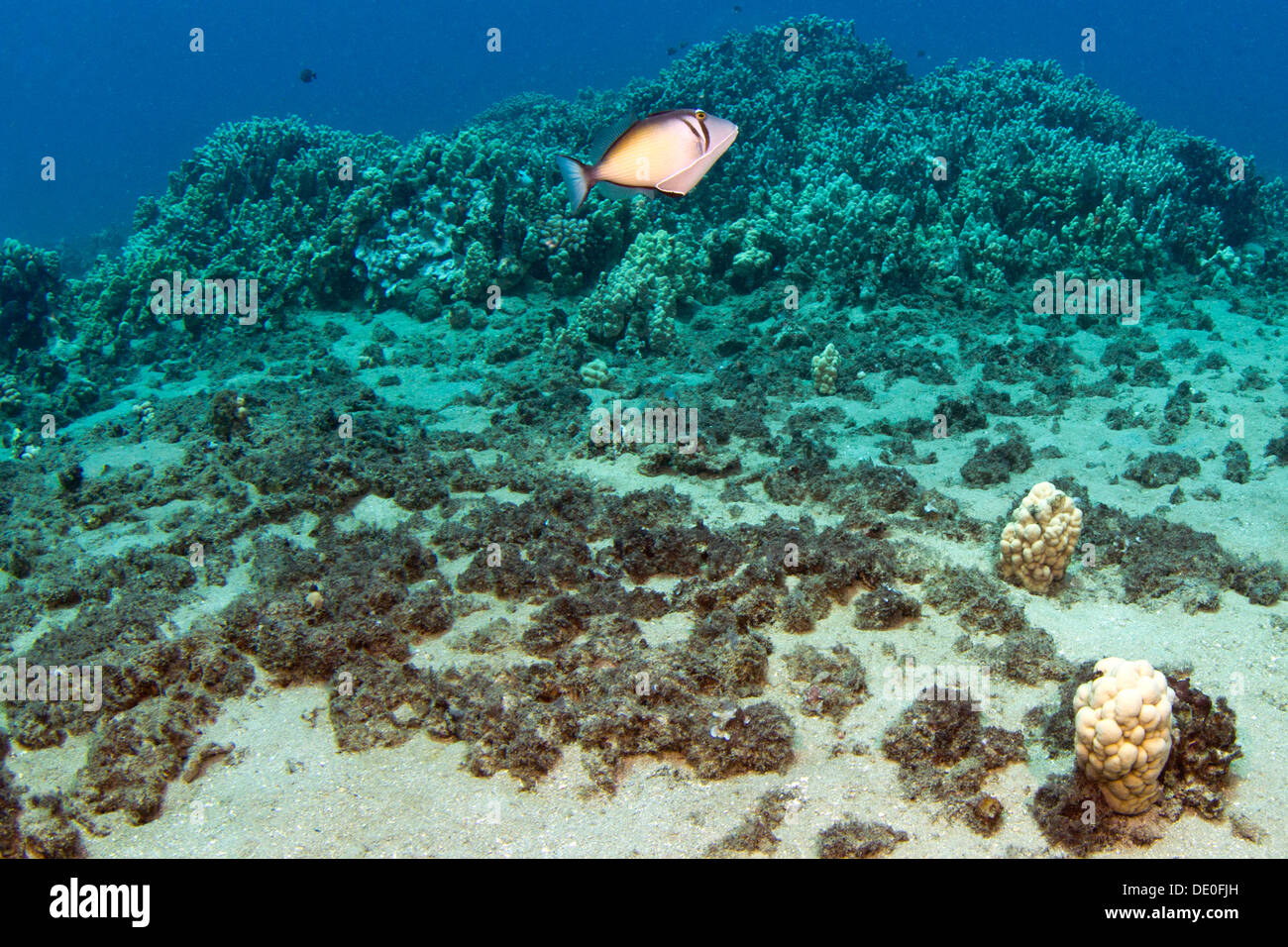 Tropical reef, Hawaii, USA Stock Photo - Alamy