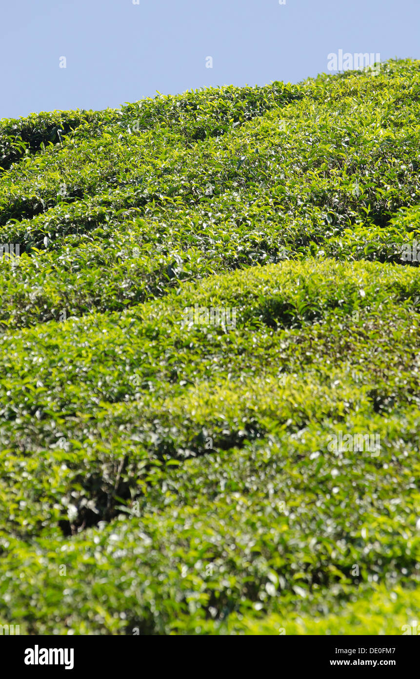 Close up of tea plants in the Munnar Tea plantations, Kerela, South ...