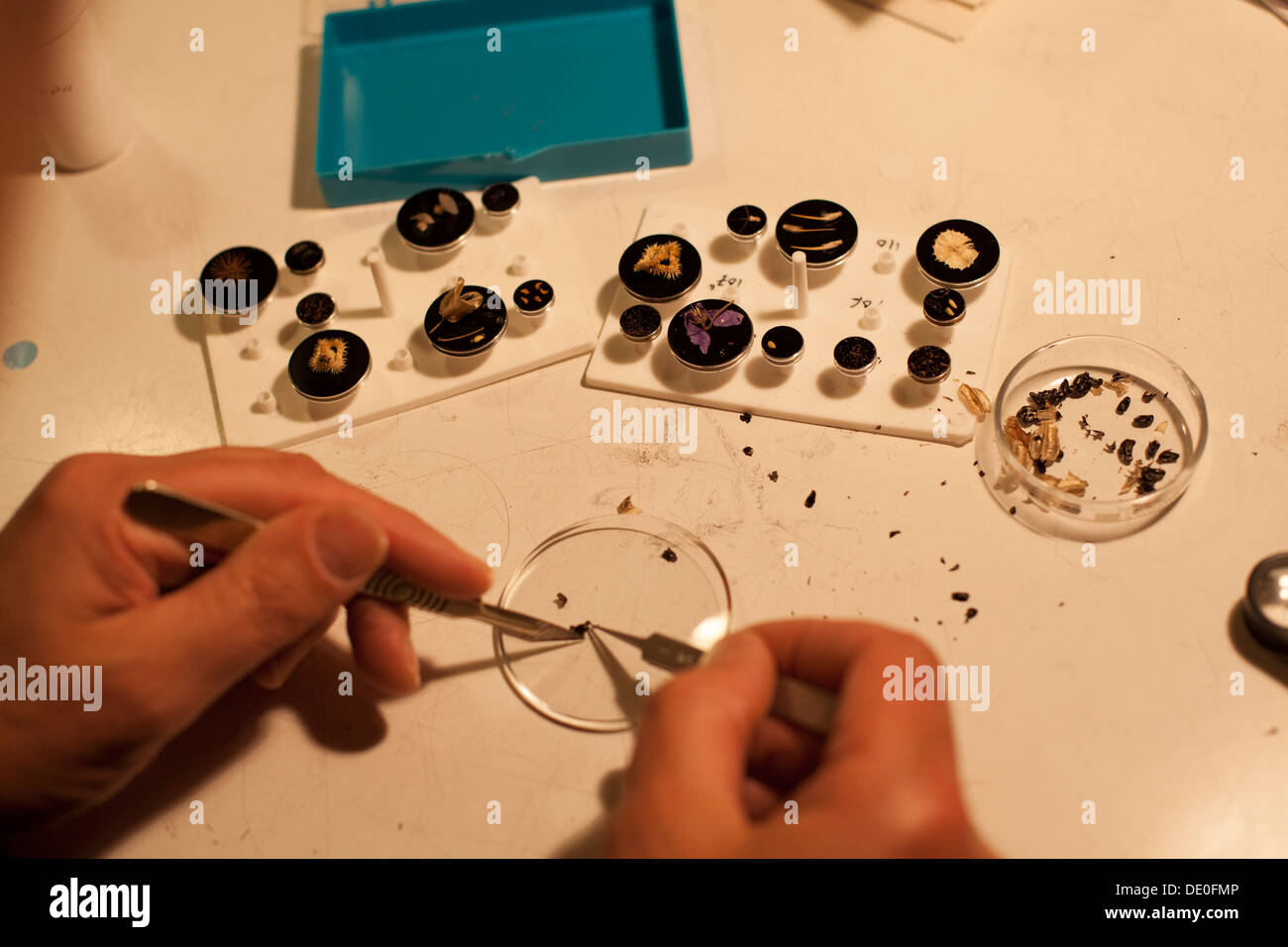 Seed specimens being prepared for an electron microscope Stock Photo ...