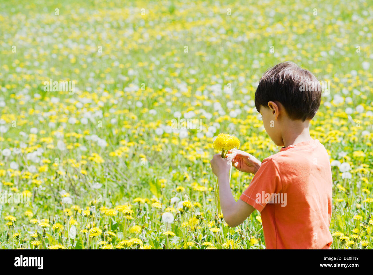 Wildflowers dandelions in grass on hi-res stock photography and images ...