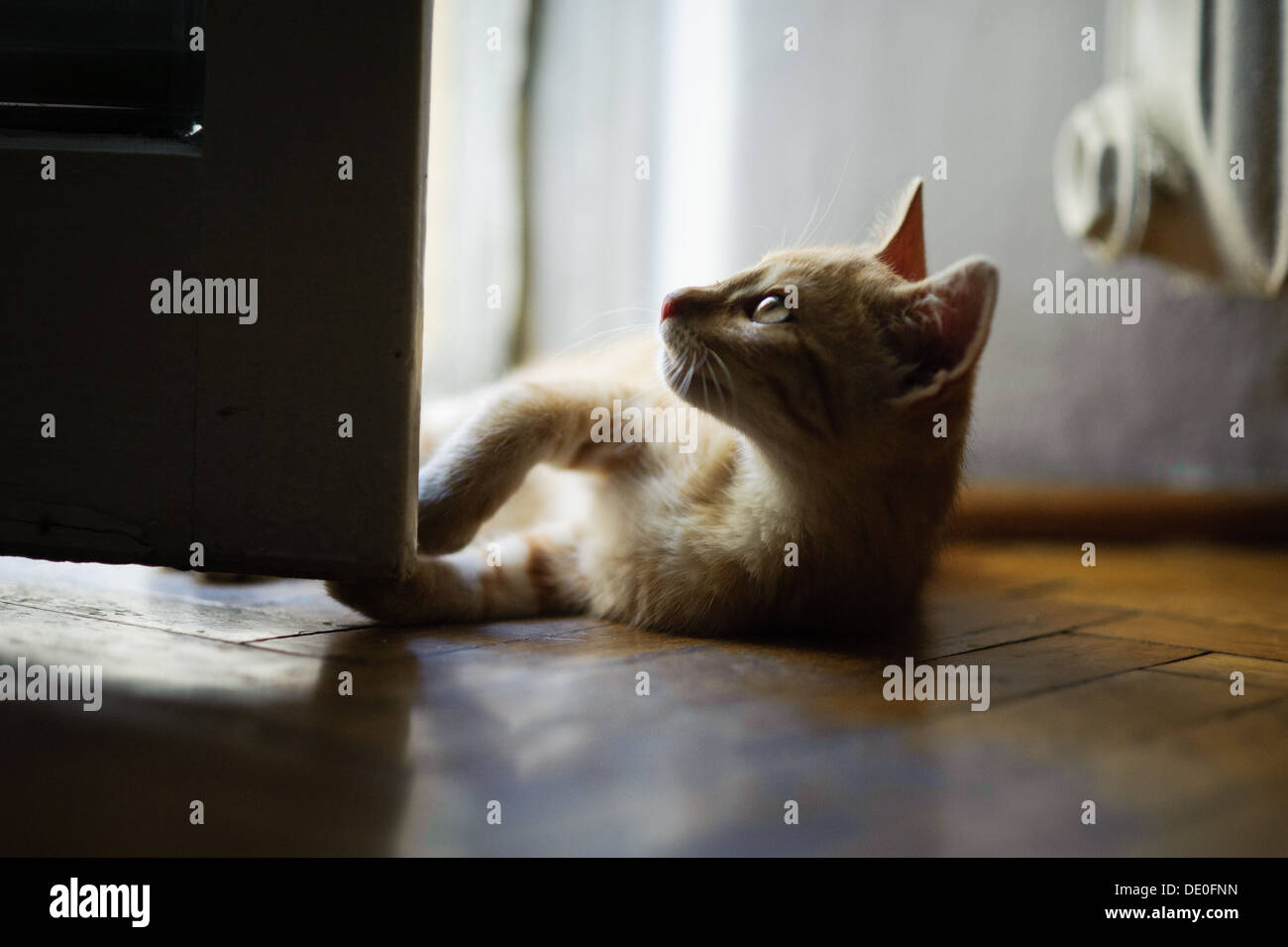 Ginger cat side profile hi-res stock photography and images - Alamy