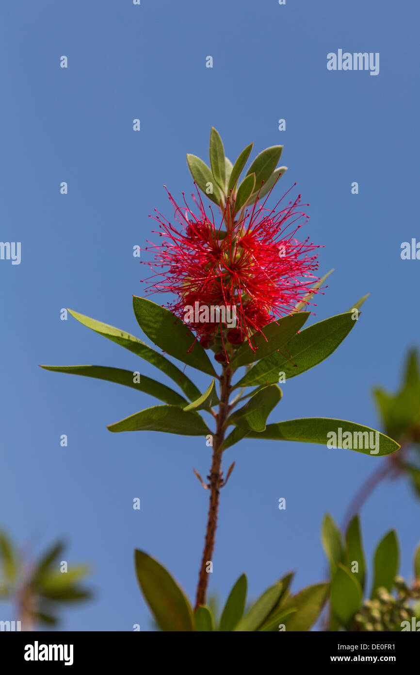 Ruby Bottlebrush (Callistemon citrinus), Algarve, Portugal, Europe ...
