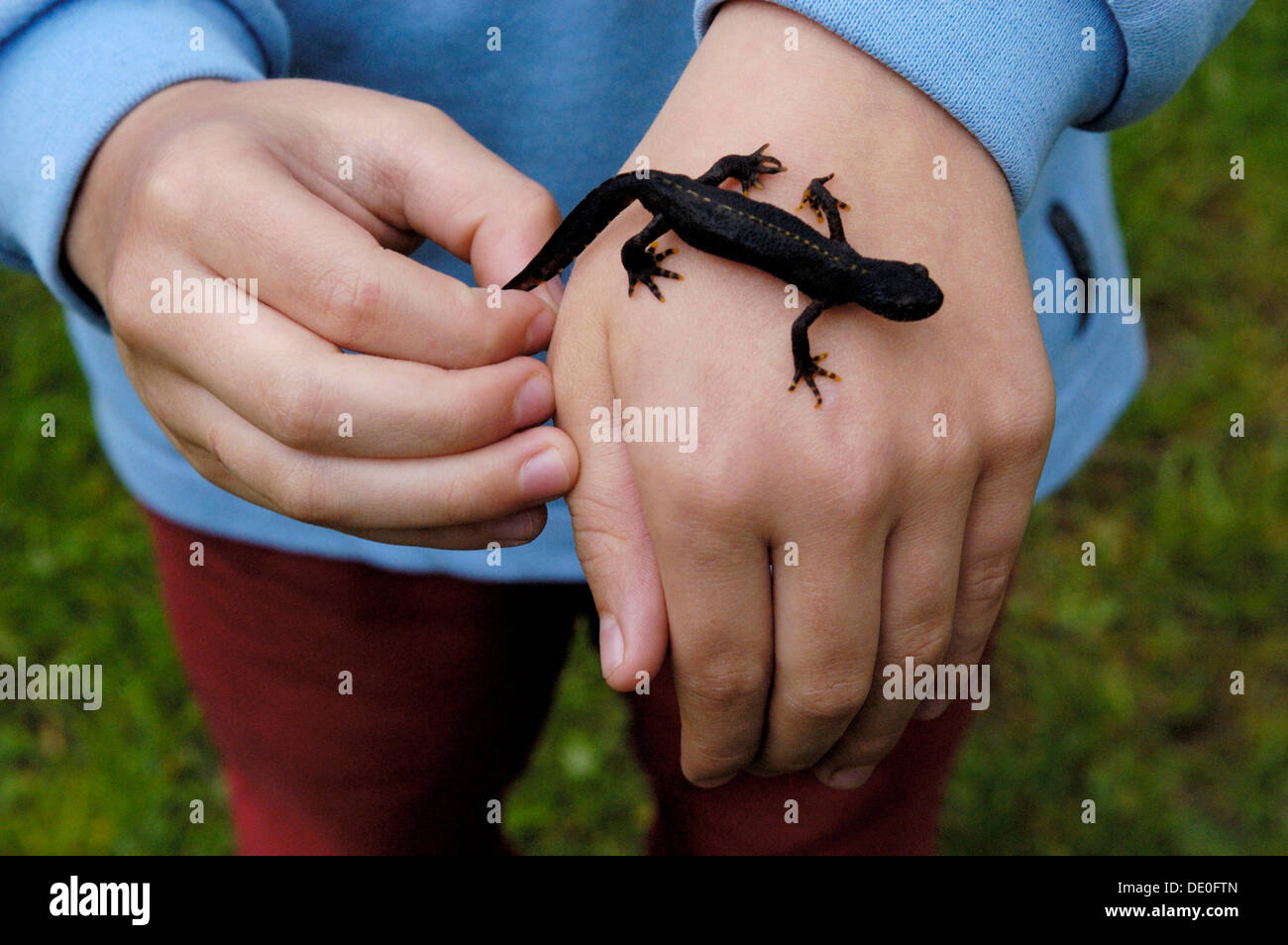 Young newts hi-res stock photography and images - Alamy