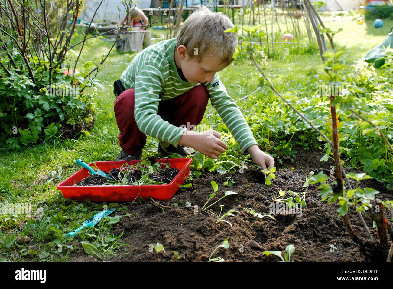 Little boy, 7, planting tiny plants in a flower bed in a garden Stock ...