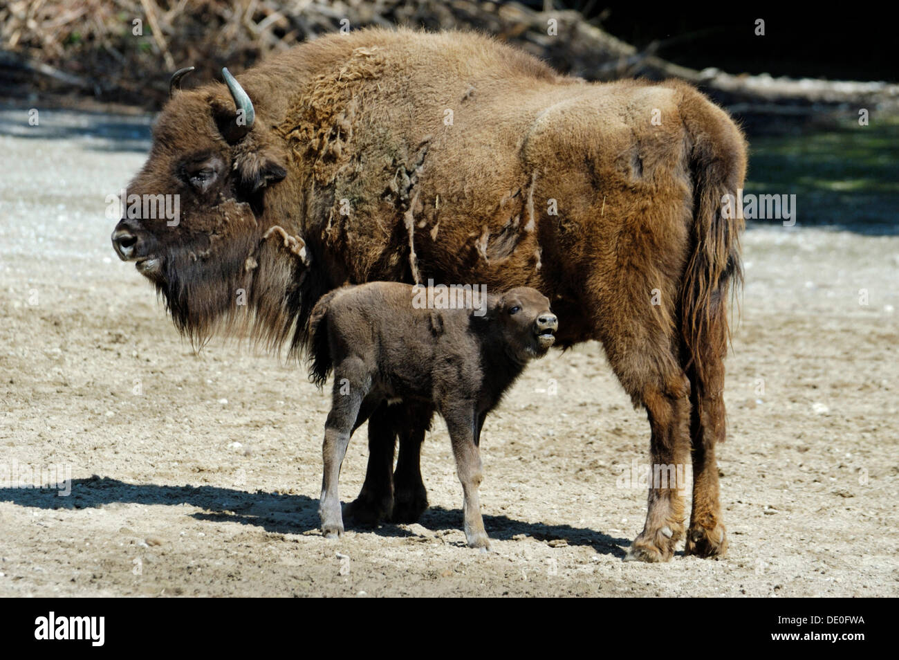 Wisent or European Bison (Bison bonasus) with a young calf Stock Photo ...