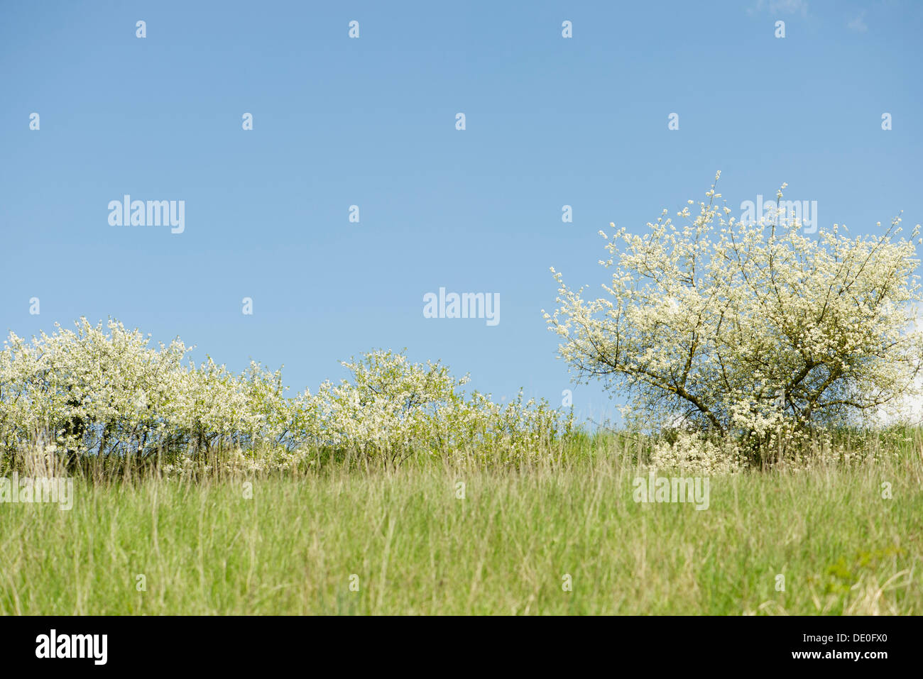 Spring landscapes blue sky hi-res stock photography and images - Alamy