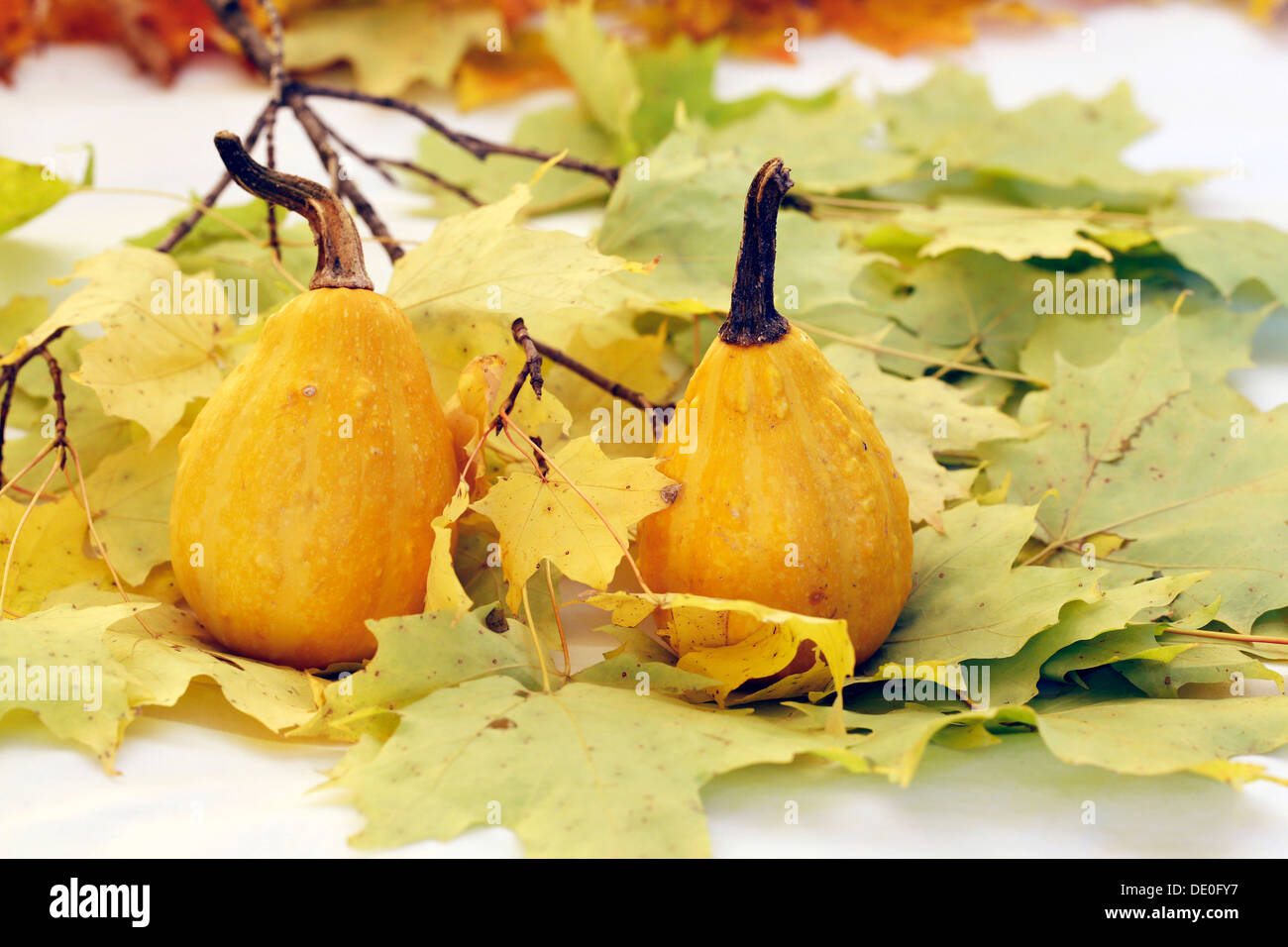 Two gourds hi-res stock photography and images - Alamy