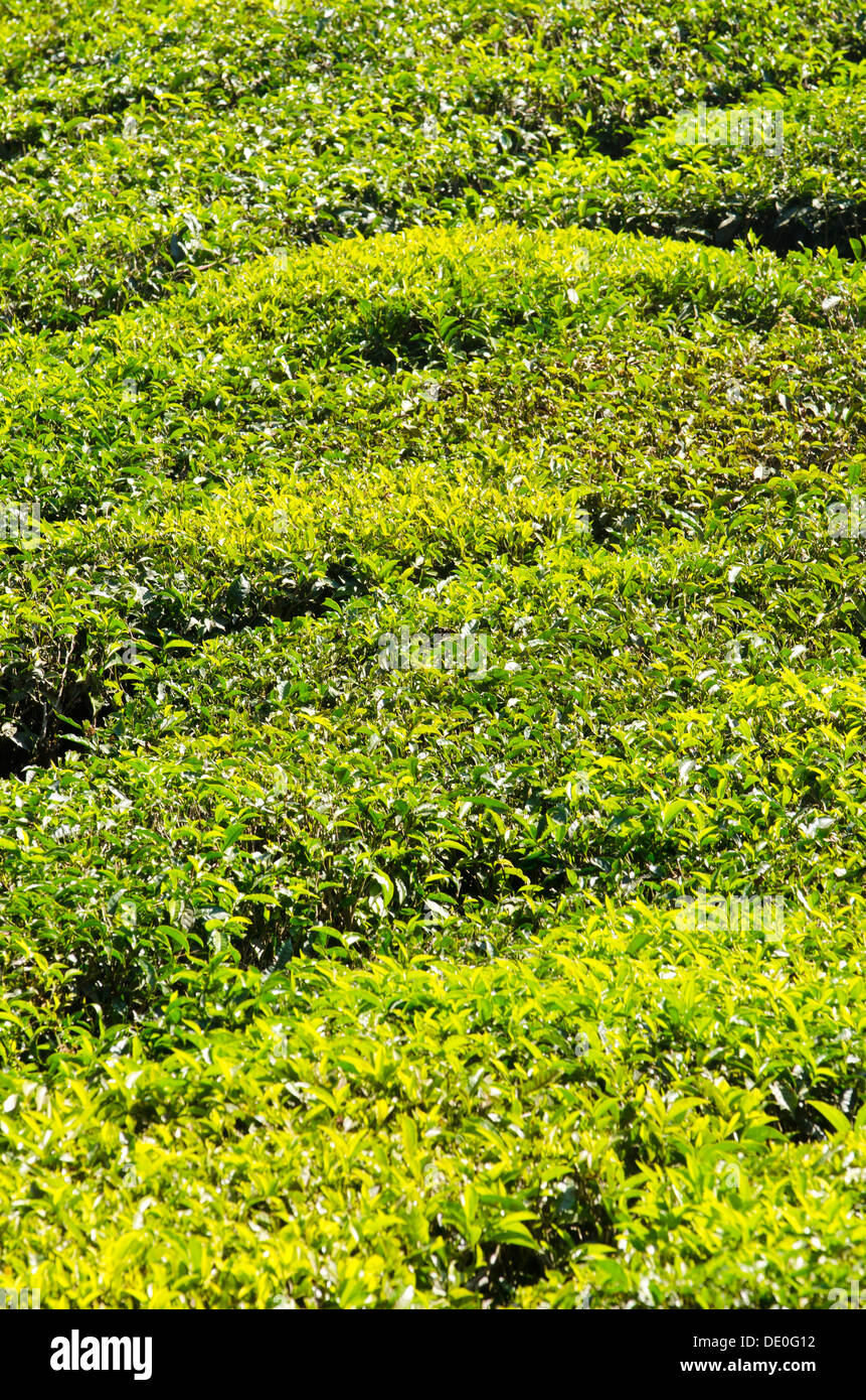 Close up of tea plants in the Munnar Tea plantations, Kerela, South ...