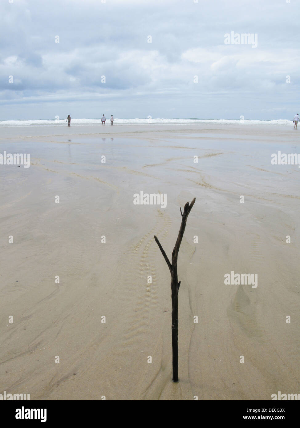 Bare branch sticking out of sand at beach, vacationers walking in ...