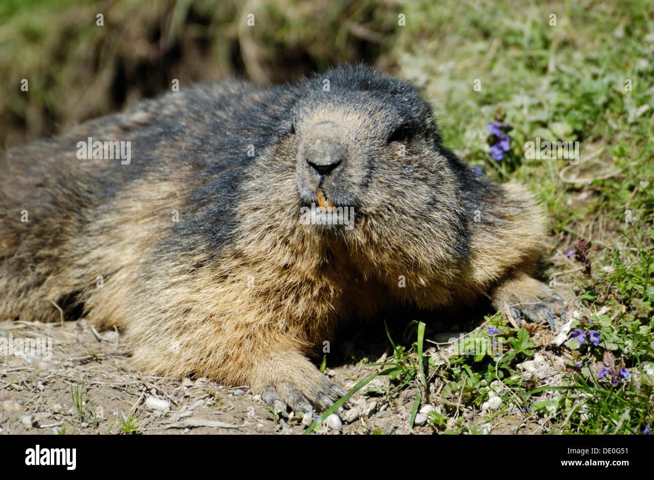 Alpine Marmot (Marmota marmota Stock Photo - Alamy