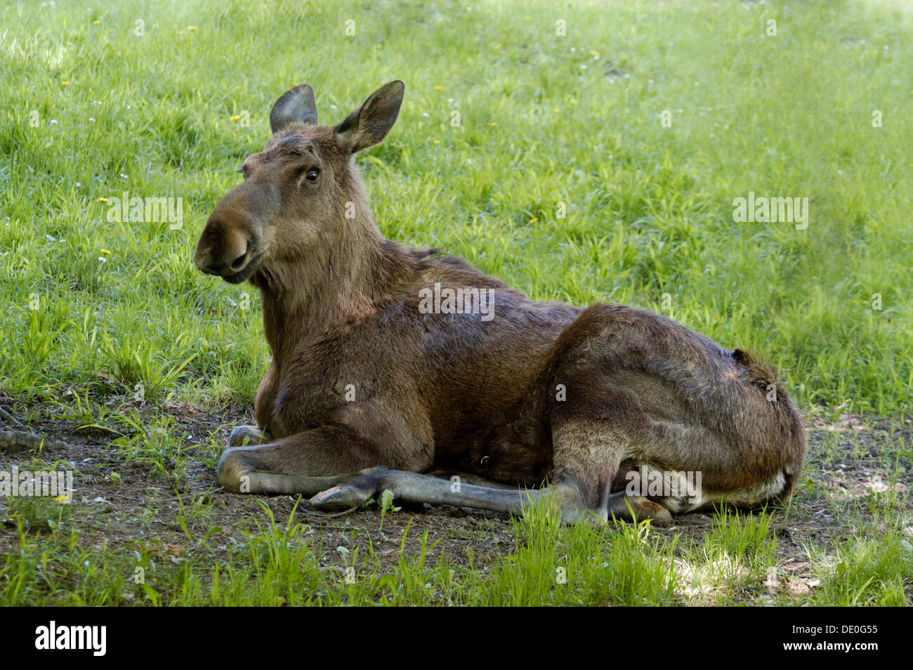 Laying lay zoo hi-res stock photography and images - Alamy