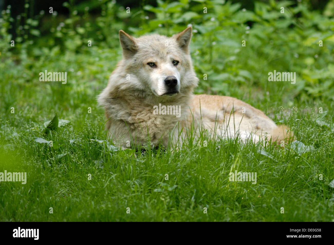 European wolf (Canis lupus lupus), Hellabrunn Zoo, Munich, Bavaria ...