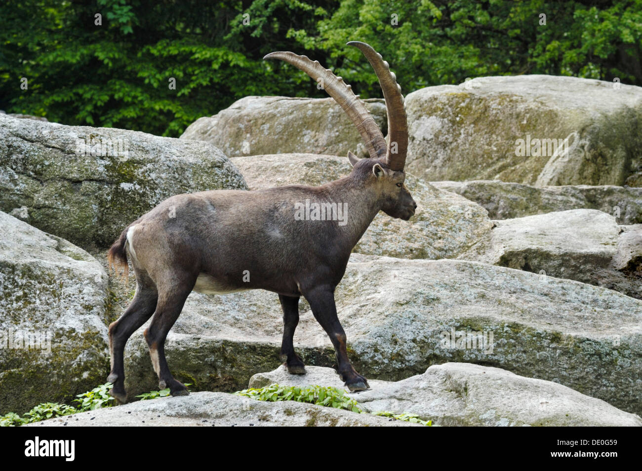 Alpine Ibex (Capra ibex), Hellabrunn Zoo, Munich, Bavaria, Germany ...