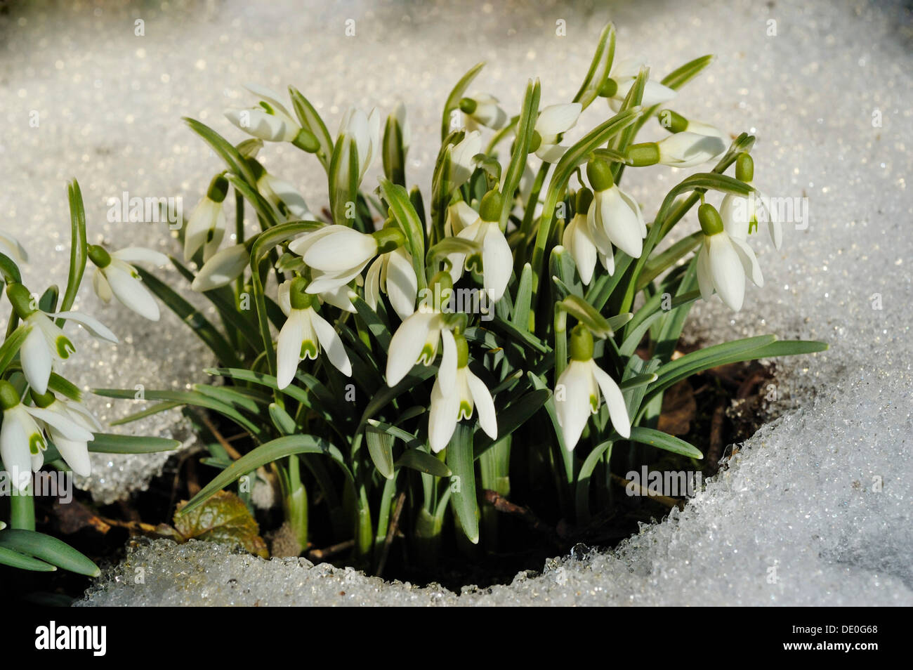 Snowdrops (Galanthus) breaking through the snow covered ground Stock ...
