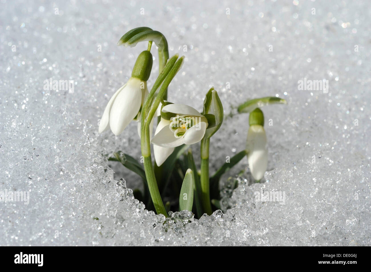 Snowdrops (Galanthus) breaking through the snow covered ground Stock ...