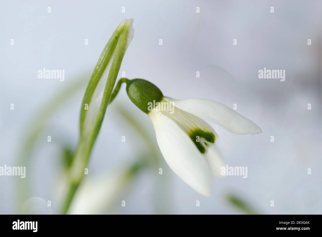 Types of snowdrop hi-res stock photography and images - Alamy