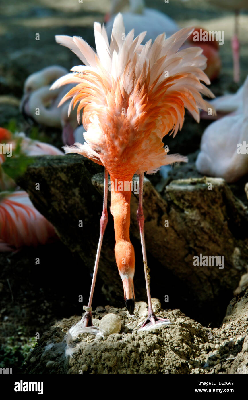 Flamingo breeding ground hi-res stock photography and images - Alamy