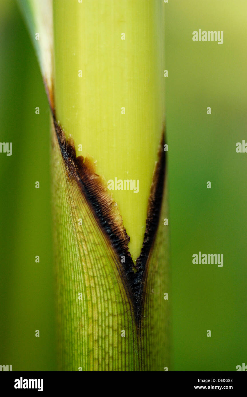 Banana (Musa), detailed view of the stem Stock Photo - Alamy