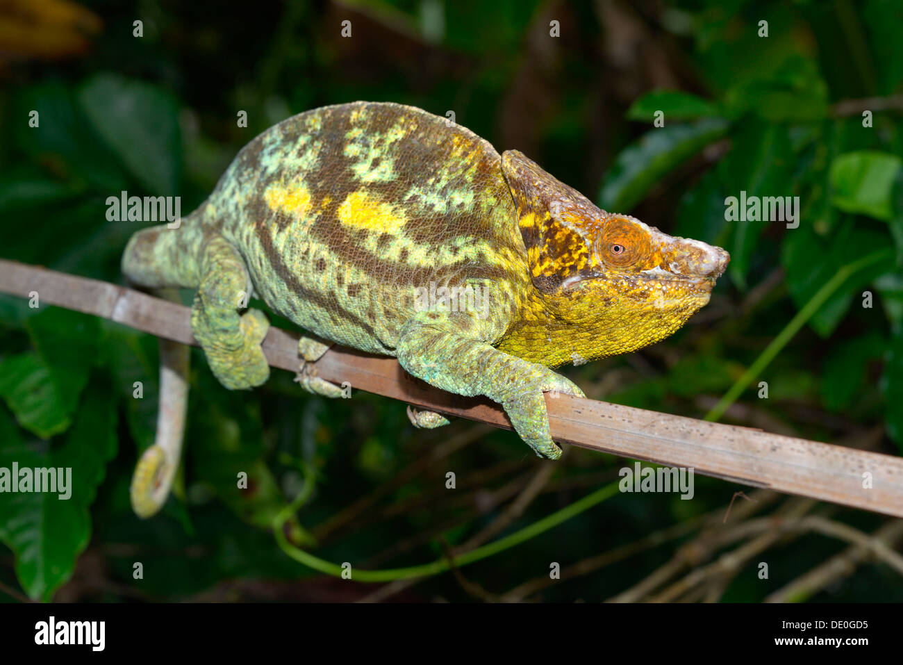 Malagasy giant chameleons hi-res stock photography and images - Alamy
