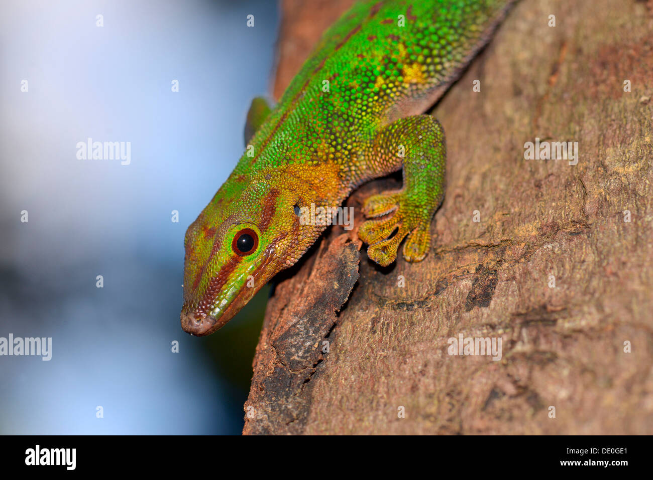 Phelsuma hi-res stock photography and images - Alamy