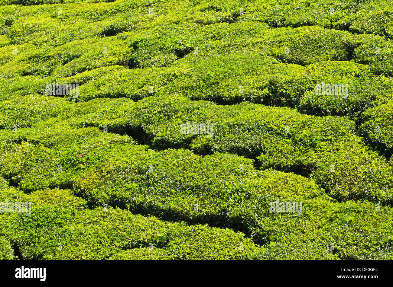 Close up of rows of tea plants in the Munnar Tea plantations in Bright ...
