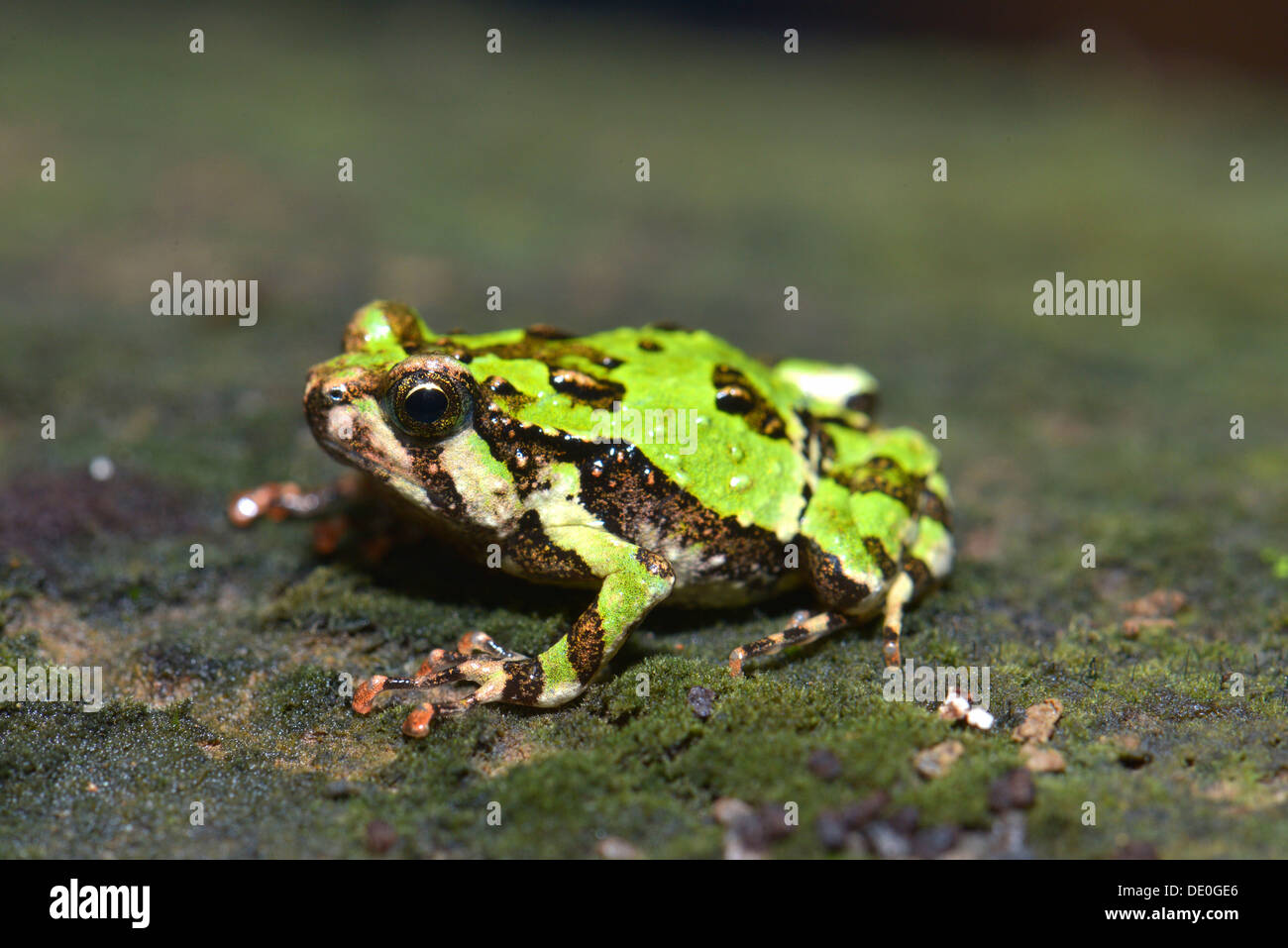 Burrowing frog hi-res stock photography and images - Alamy