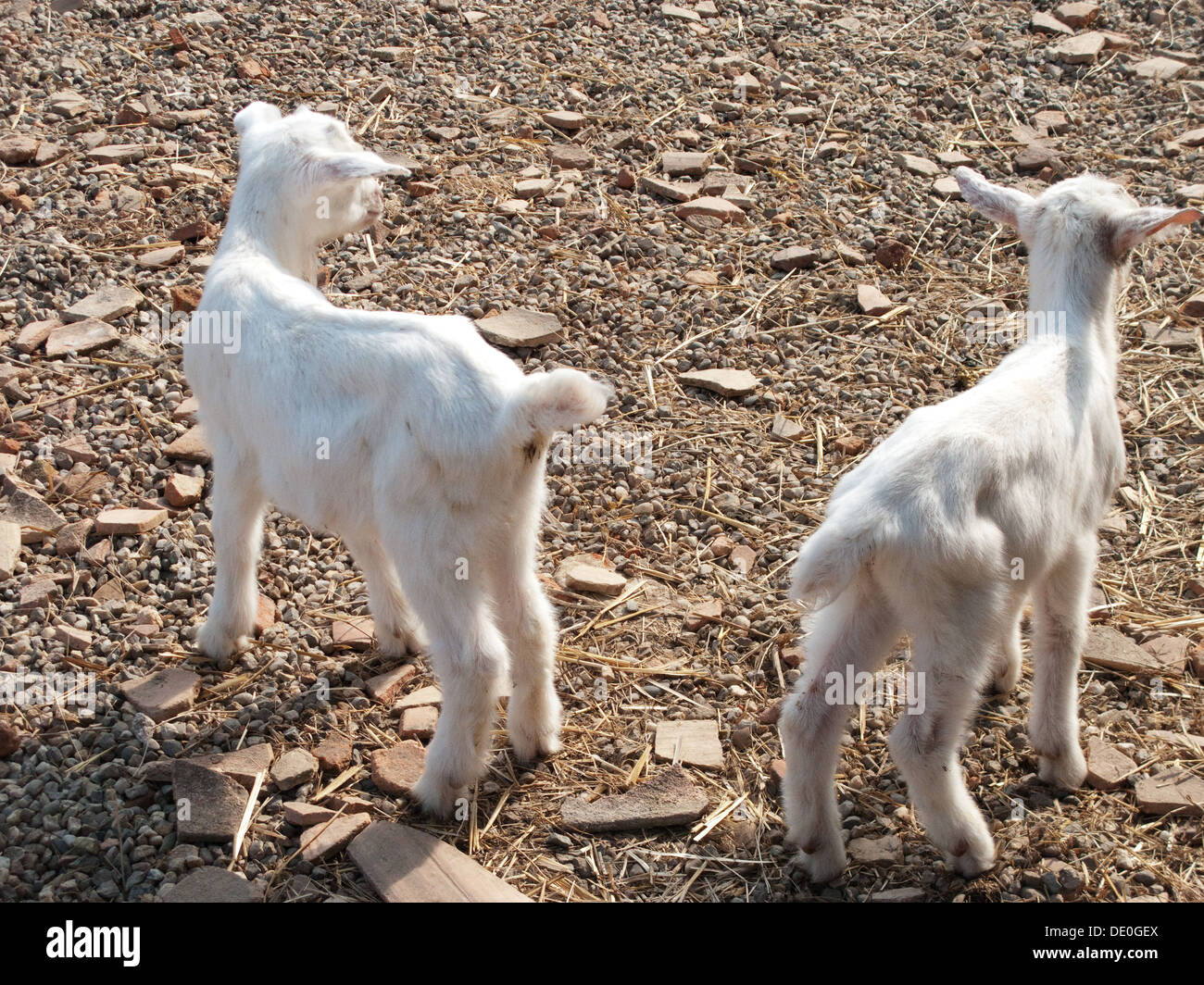 Kid goats, rear view Stock Photo - Alamy