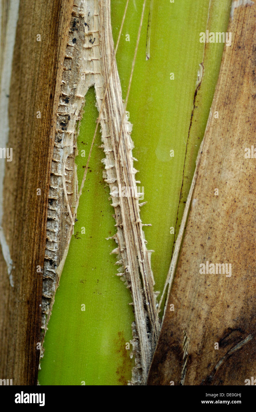 Banana (Musa), detailed view of the stem Stock Photo - Alamy