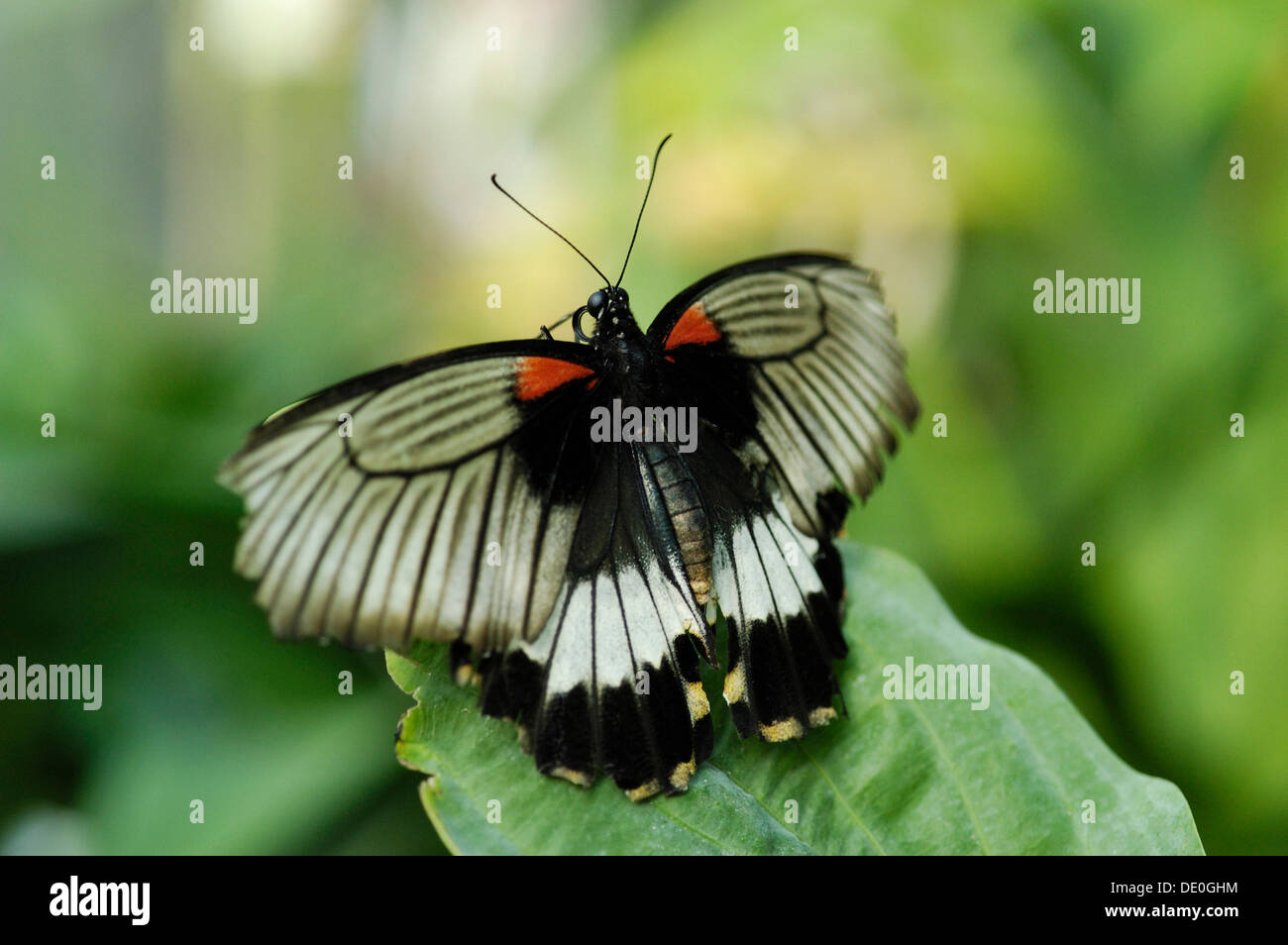 Great mormon butterflies hi-res stock photography and images - Alamy