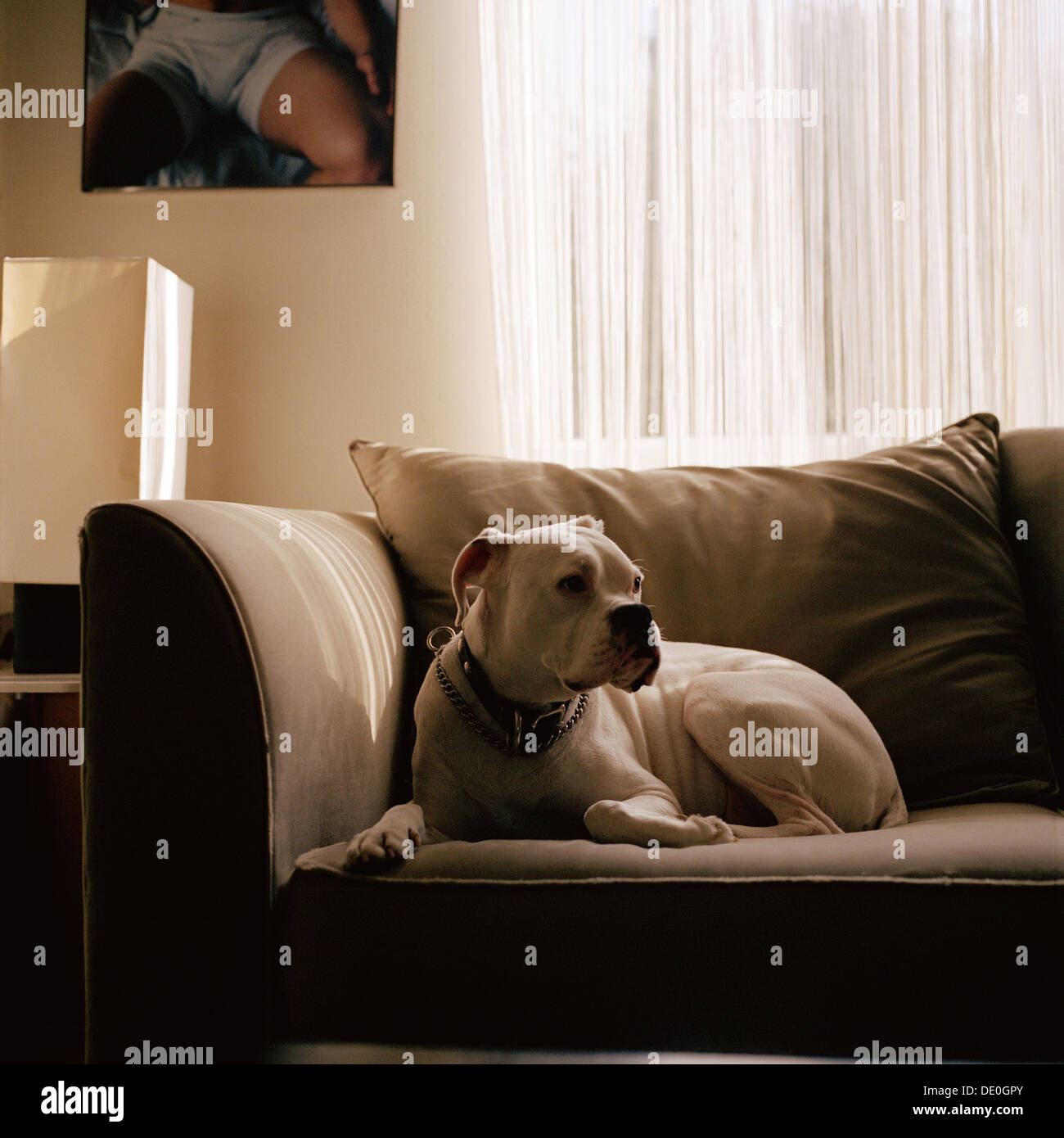 Dog relaxing on sofa Stock Photo - Alamy