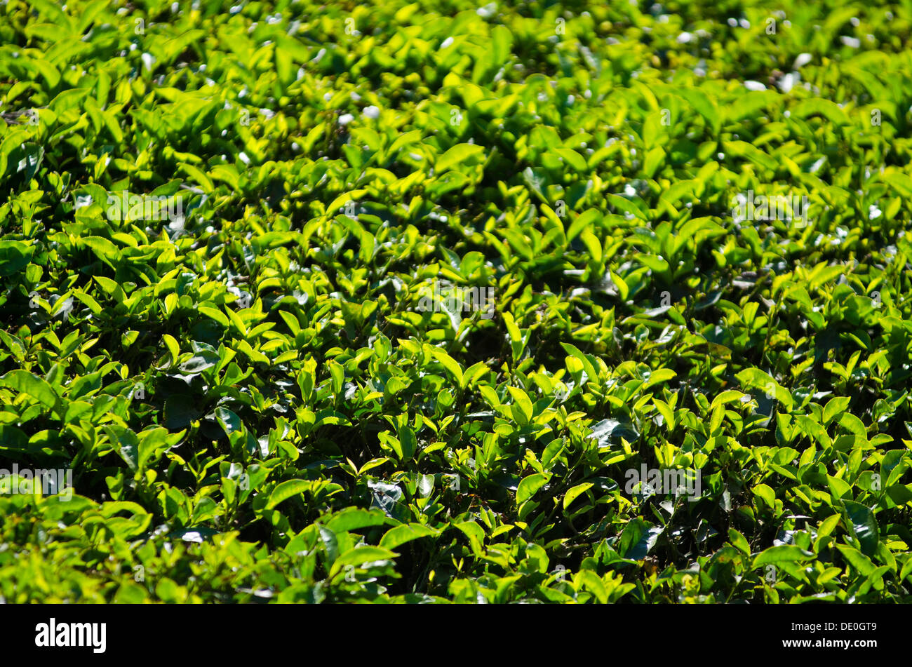 Close up of tea leaves in the Munnar Tea plantations, Kerela, South ...