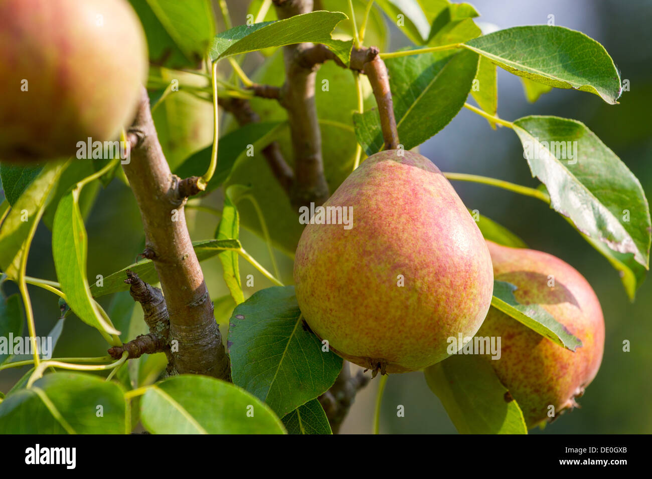 Hanging fruits hi-res stock photography and images - Alamy