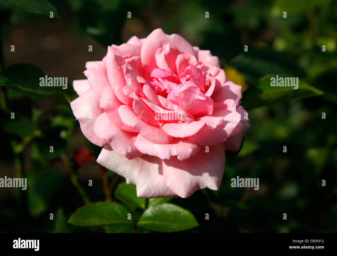 Blooming pink Rose (Rosa Stock Photo - Alamy