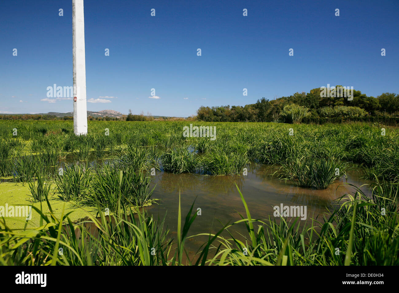 Watered rice field hi-res stock photography and images - Alamy