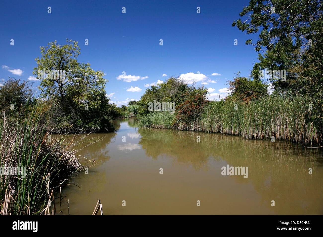 Irrigated rice field, rice cultivation near Pals, Basses d'en Coll ...