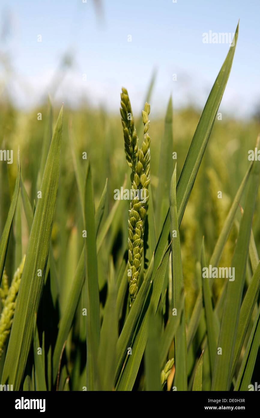 Rice paddy field europe hi-res stock photography and images - Alamy