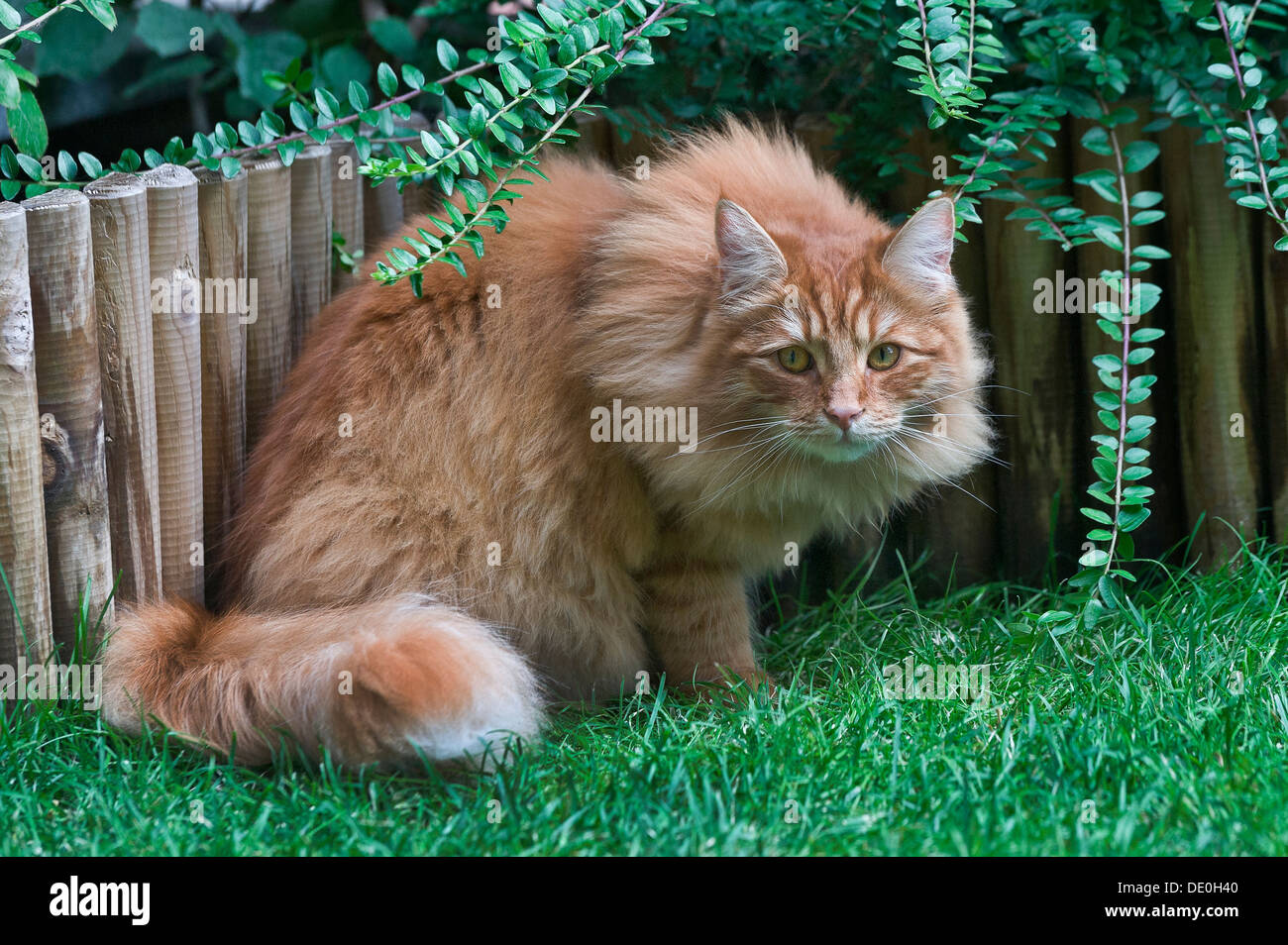 Norwegian Cat High Resolution Stock Photography and Images - Alamy