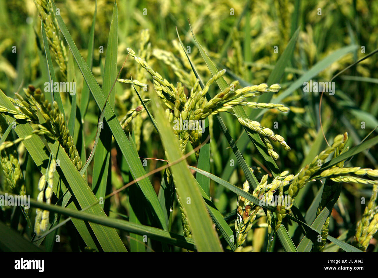 Rice paddy field europe hi-res stock photography and images - Alamy