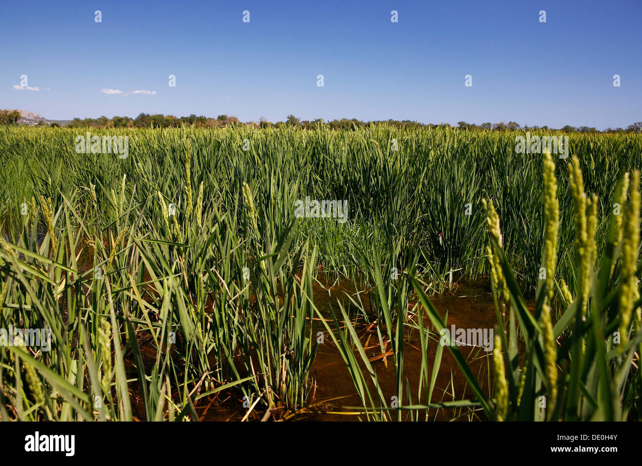 Rice paddy field europe hi-res stock photography and images - Alamy