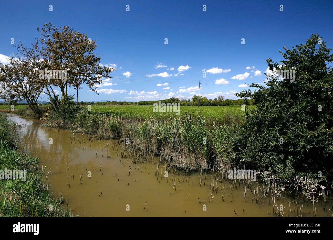 Irrigated rice field, rice cultivation near Pals, Basses d'en Coll ...